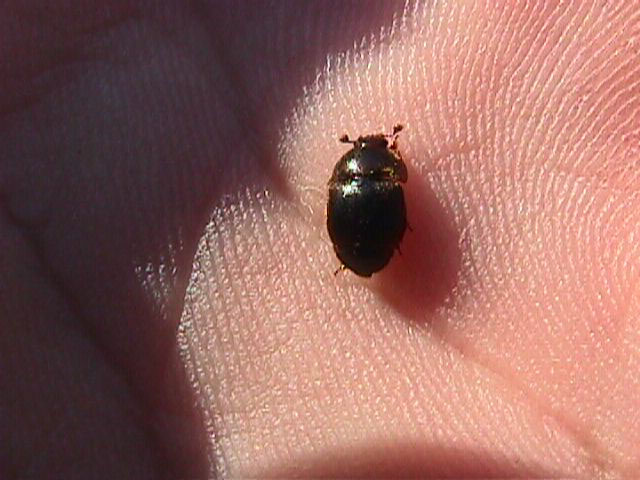 Small Hive Beetle | Southeastern Indiana Beekeepers Association